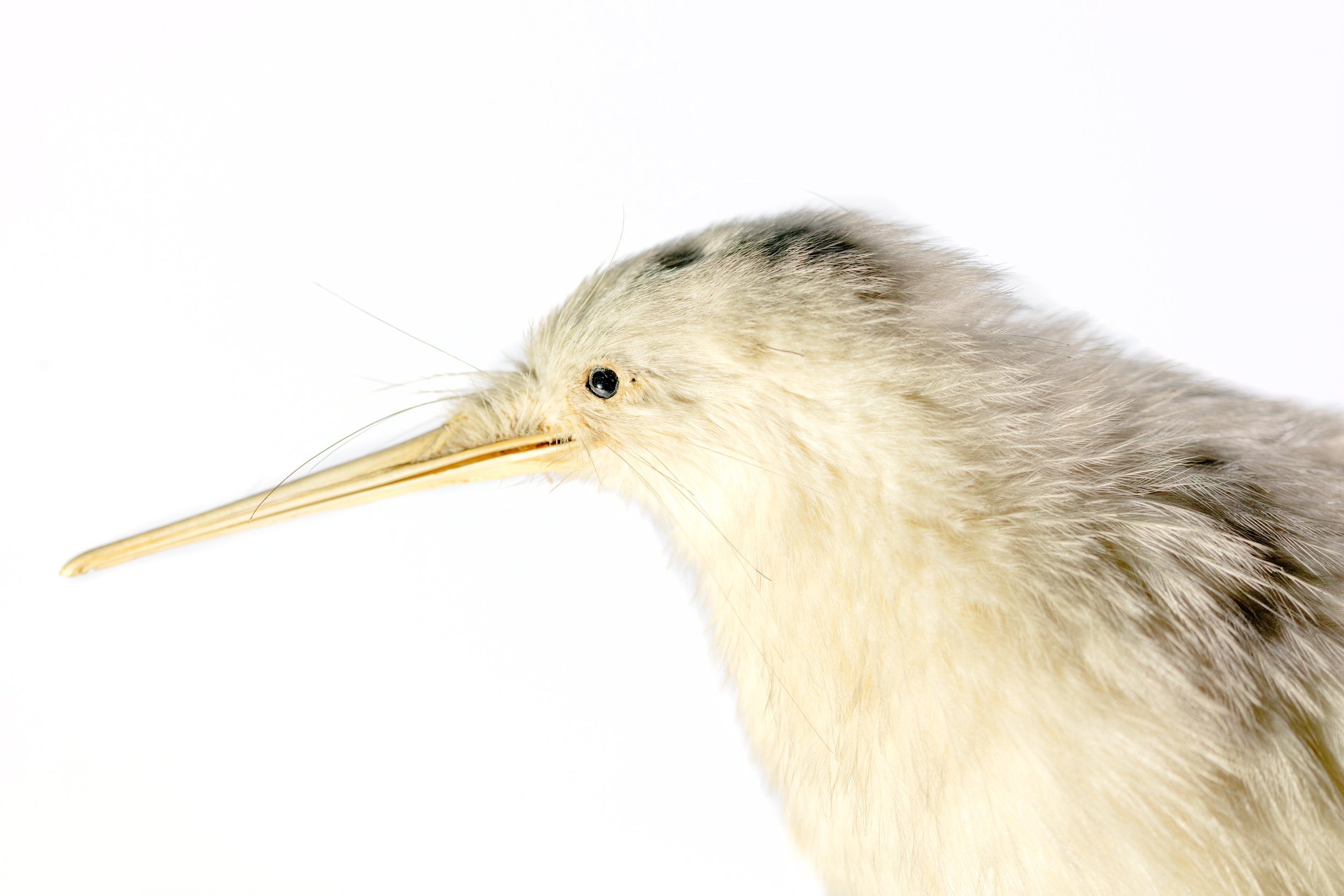 Rare opportunity for a close encounter with our feathered friends ...