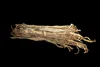 Rare alpine tikumu daisy links past to present — Nelson Provincial Museum