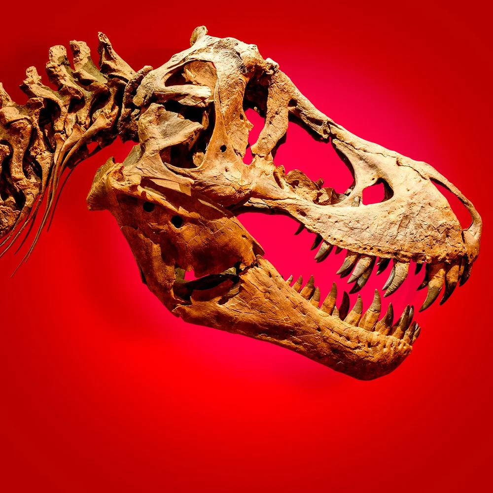 Six Extinctions: Explore the Events That Changed the World — Nelson ...