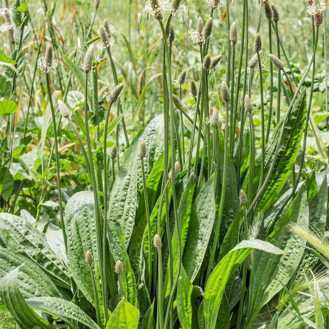 La ugresset fortelle deg om jorden din - mariaberghestad.no
