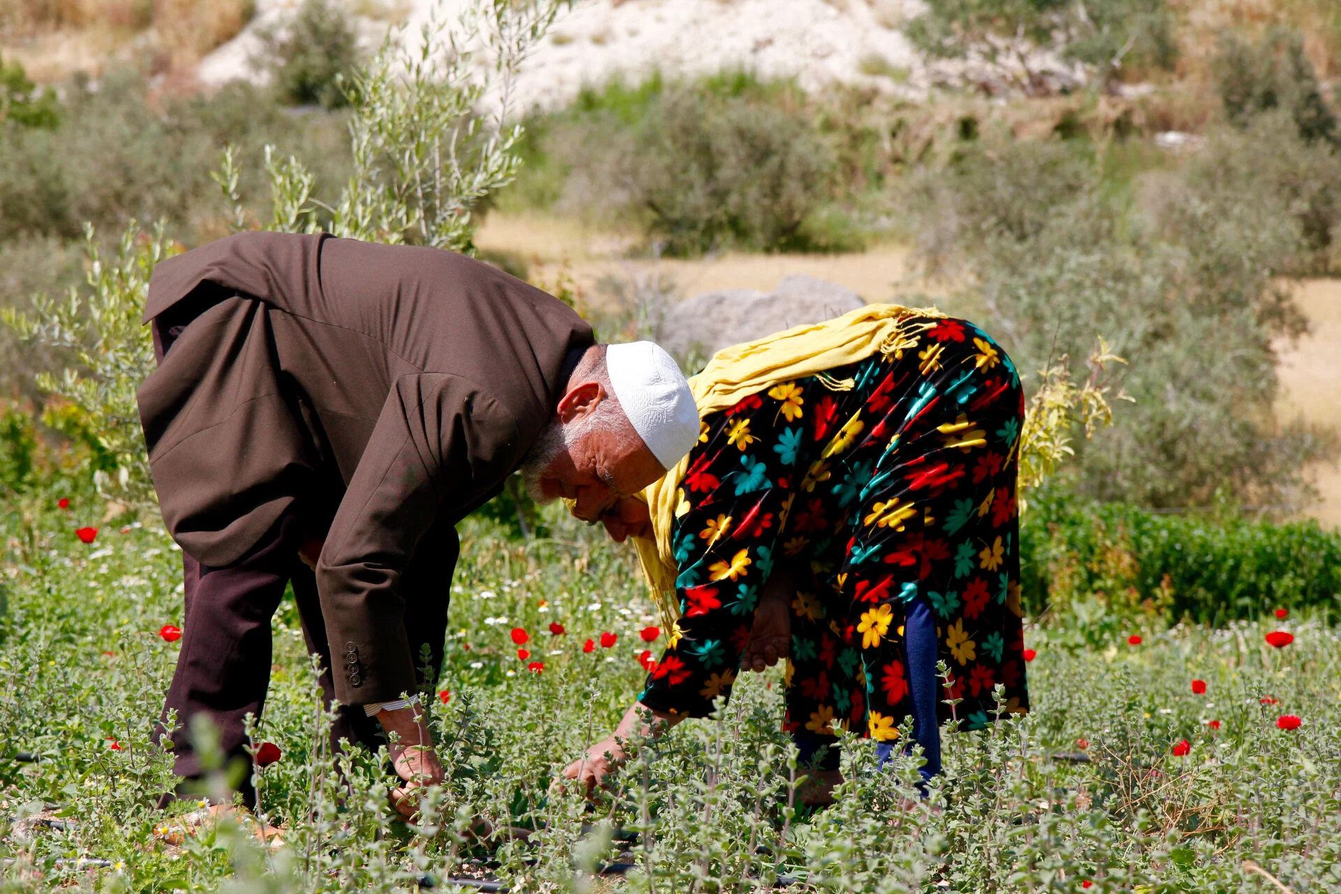 Farming Palestine for Freedom — The Land of Canaan Foundation