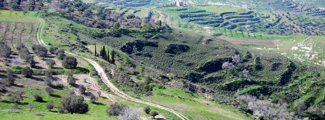 Planting olive trees in Palestine — The Land of Canaan Foundation