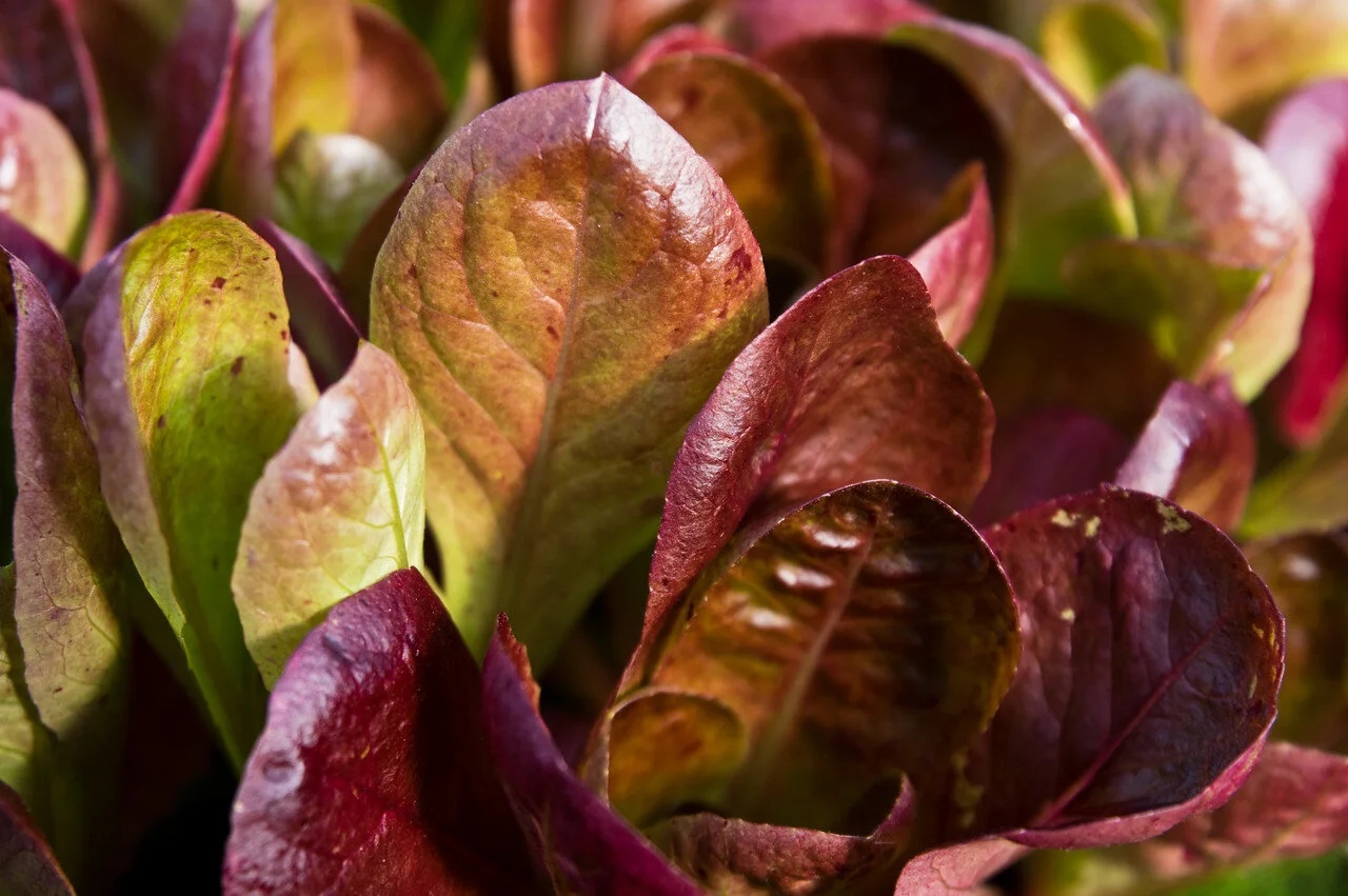 Evening Song Farm | Certified Organic Vermont CSA