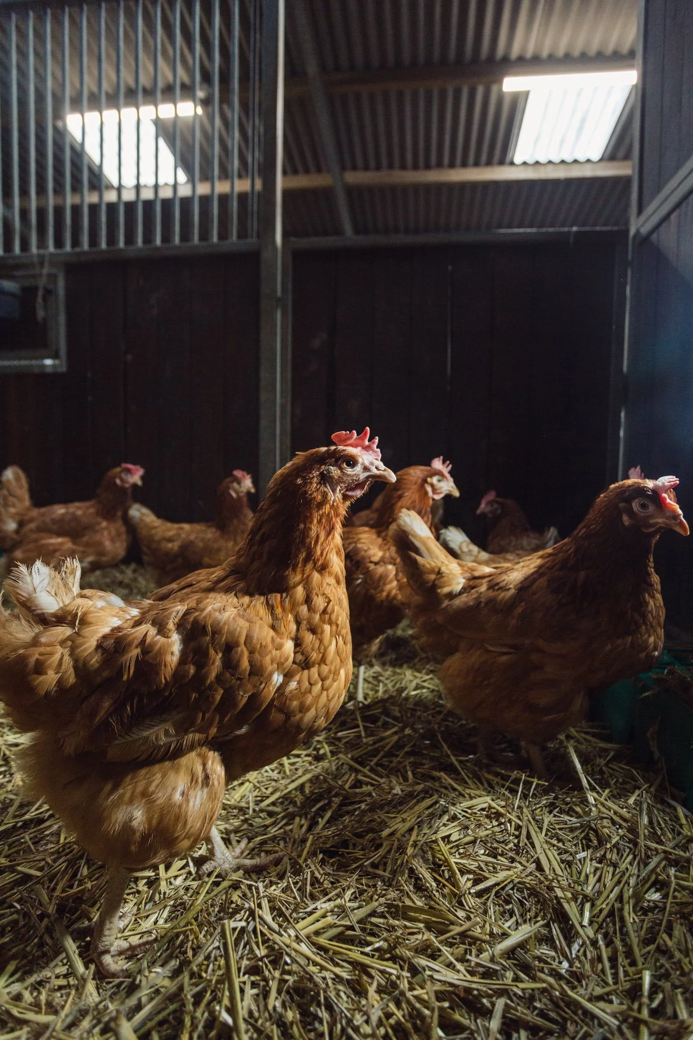 Lockdown for our birds as Avian flu strikes again — Surge Sanctuary ...