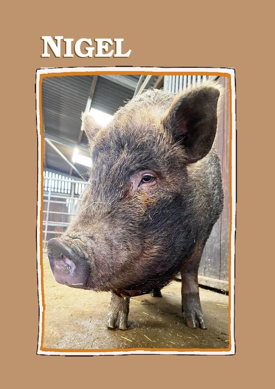 Shop — Surge Sanctuary | Vegan Animal Sanctuary