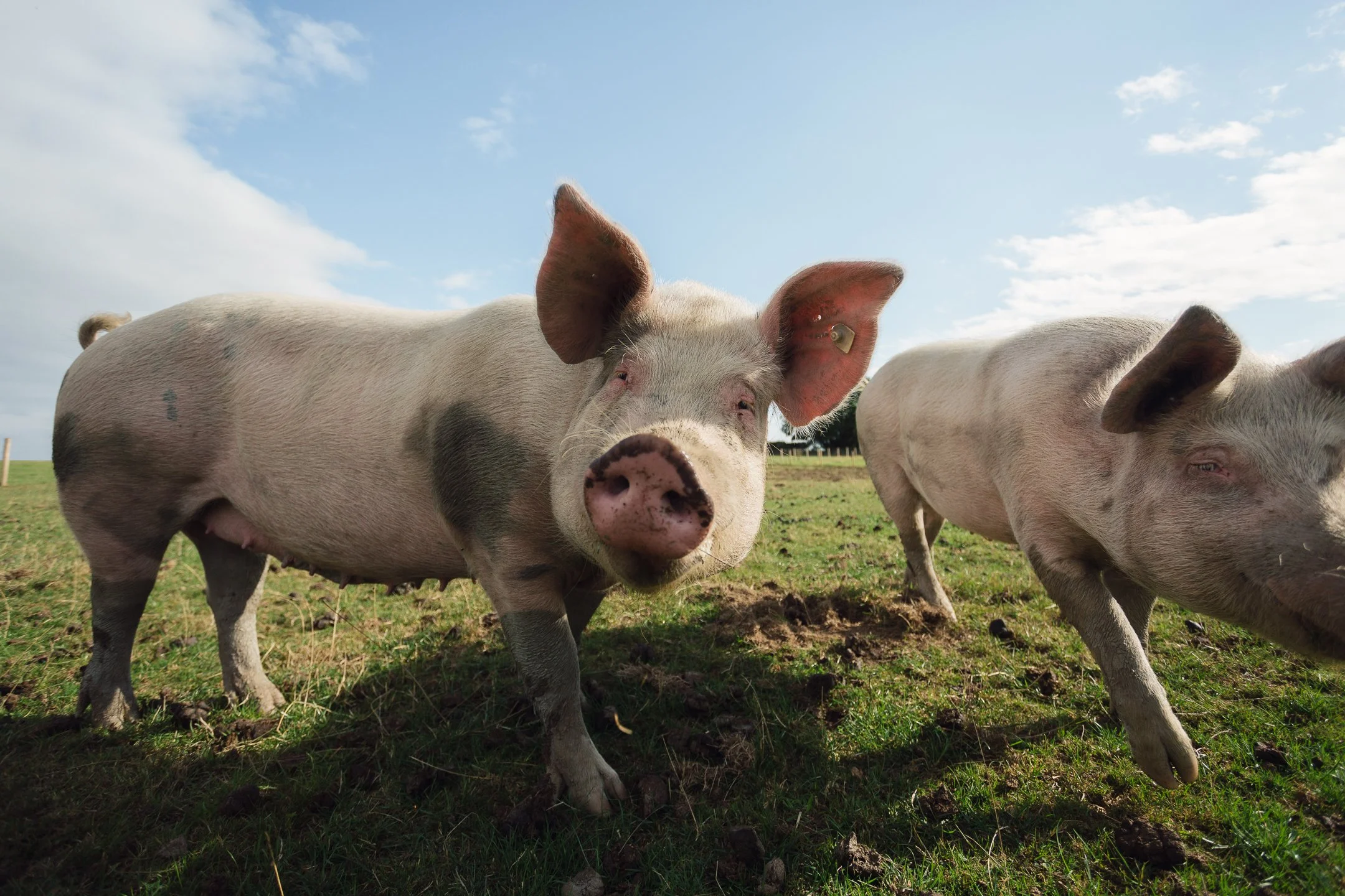 Surge Sanctuary | Vegan Animal Sanctuary | Support Animal Rescue Today