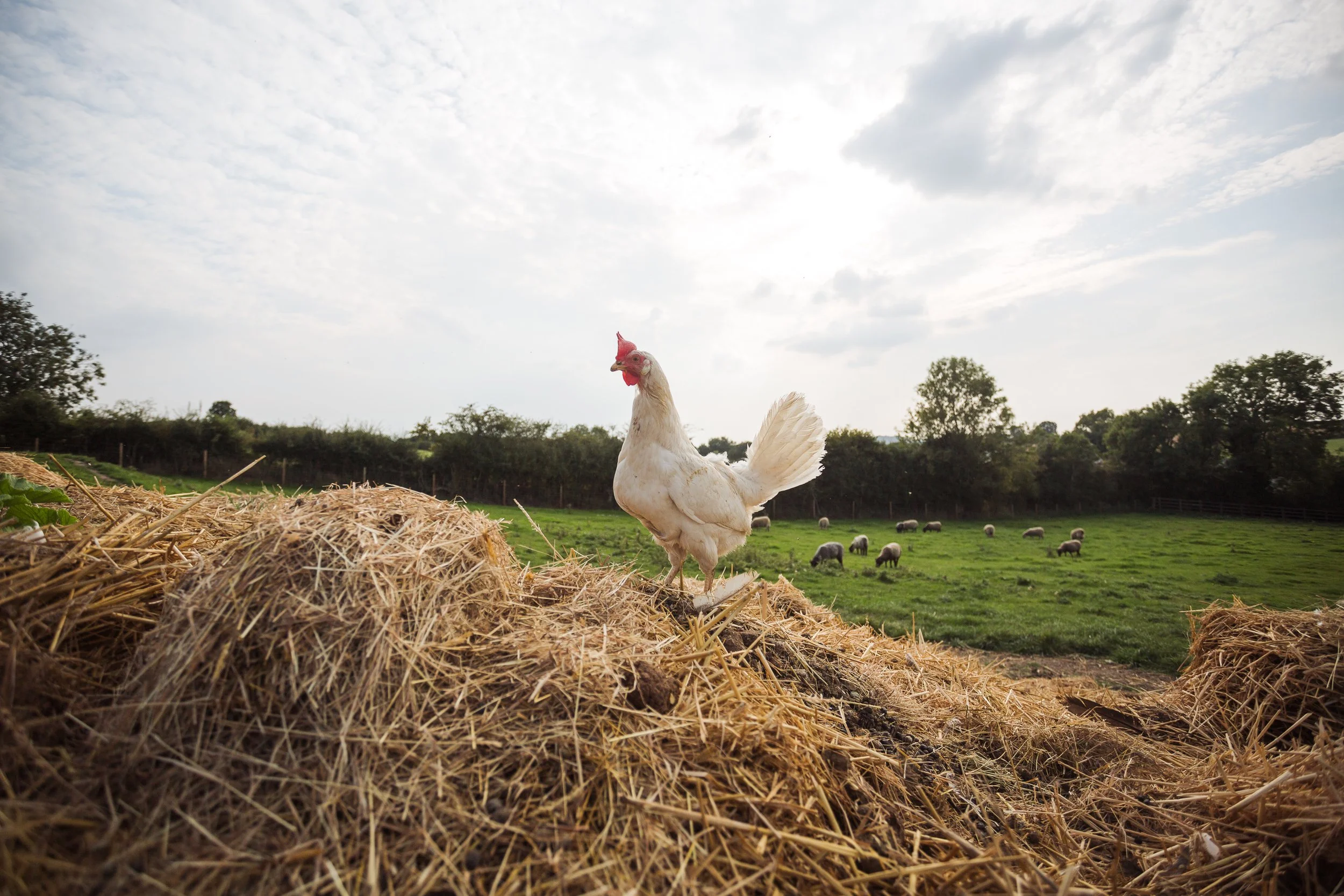 Why We Don’t Support Classroom Chick Hatching Projects — Surge ...