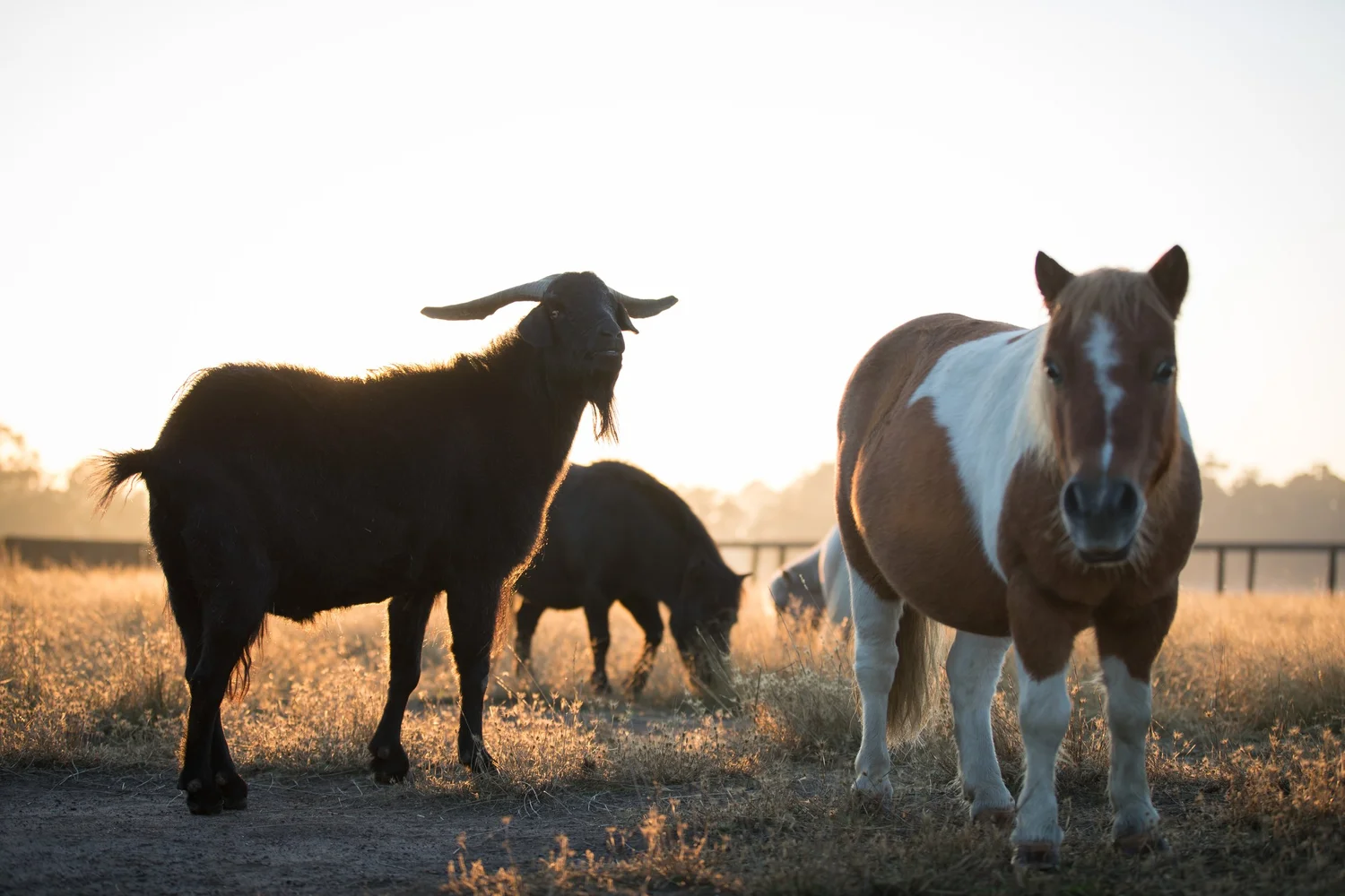 Sanctuary Tales Part Two: Social Life — Surge Sanctuary | Vegan Animal ...