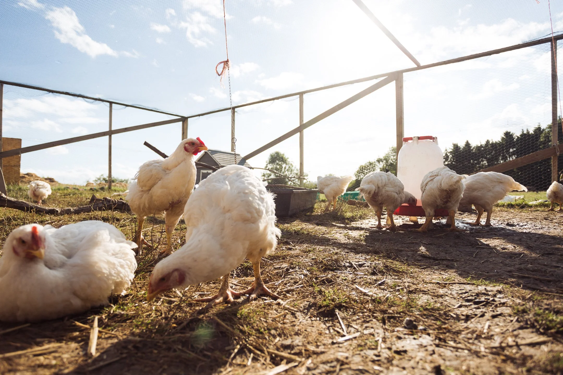 Why We Don’t Support Classroom Chick Hatching Projects — Surge ...