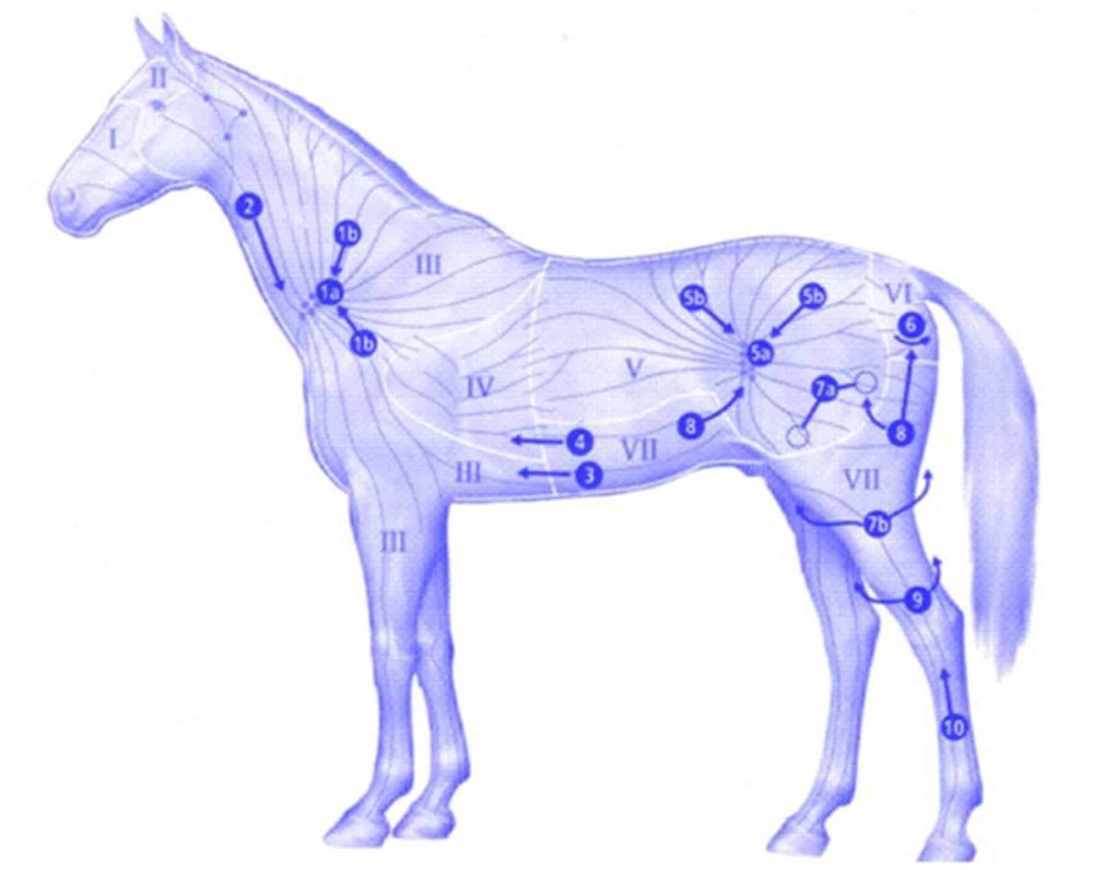 Lymphedema Awareness Month and Caring for Your Lymphatic System – Both ...