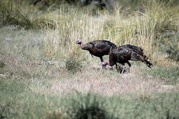 About — Longfellow Ranches