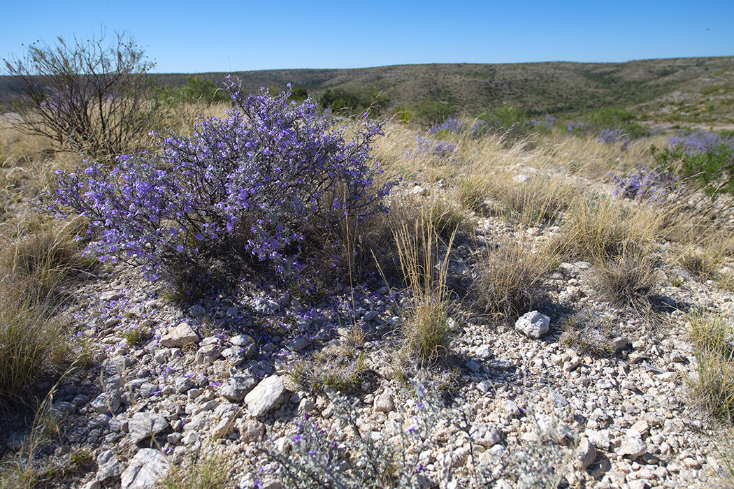 Lodge — Longfellow Ranches