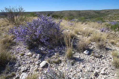 General 5 — Longfellow Ranches