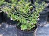 Compact Texas Sage, Leucophyllum frutescens 'compactum', 1 Gallon Fully ...