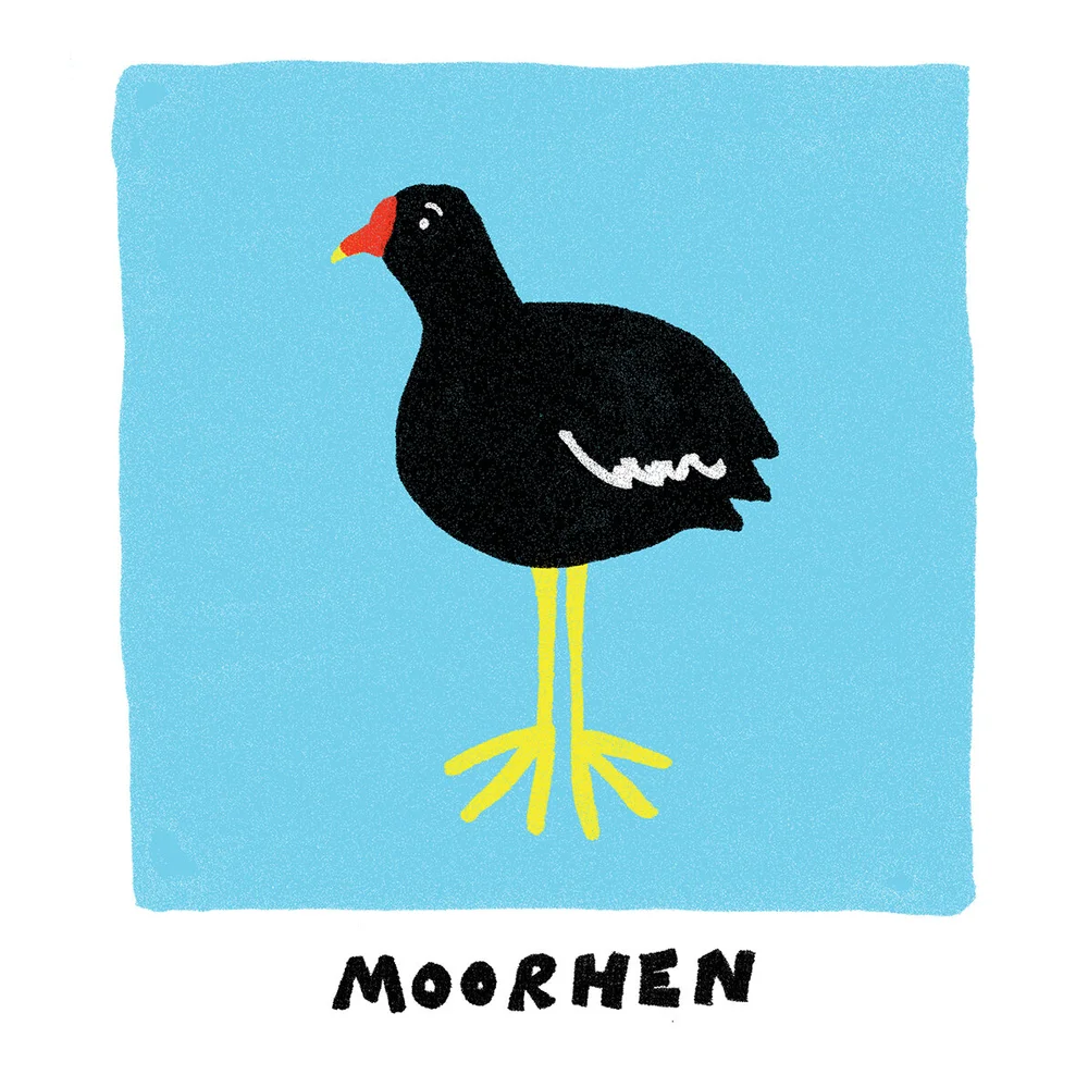Birds — Morag Hood - Author & Illustrator
