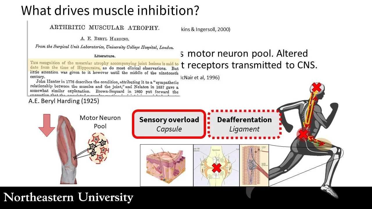 Rewiring Recovery: Treating Muscle Inhibition After Knee Injury — LIVE4 ...