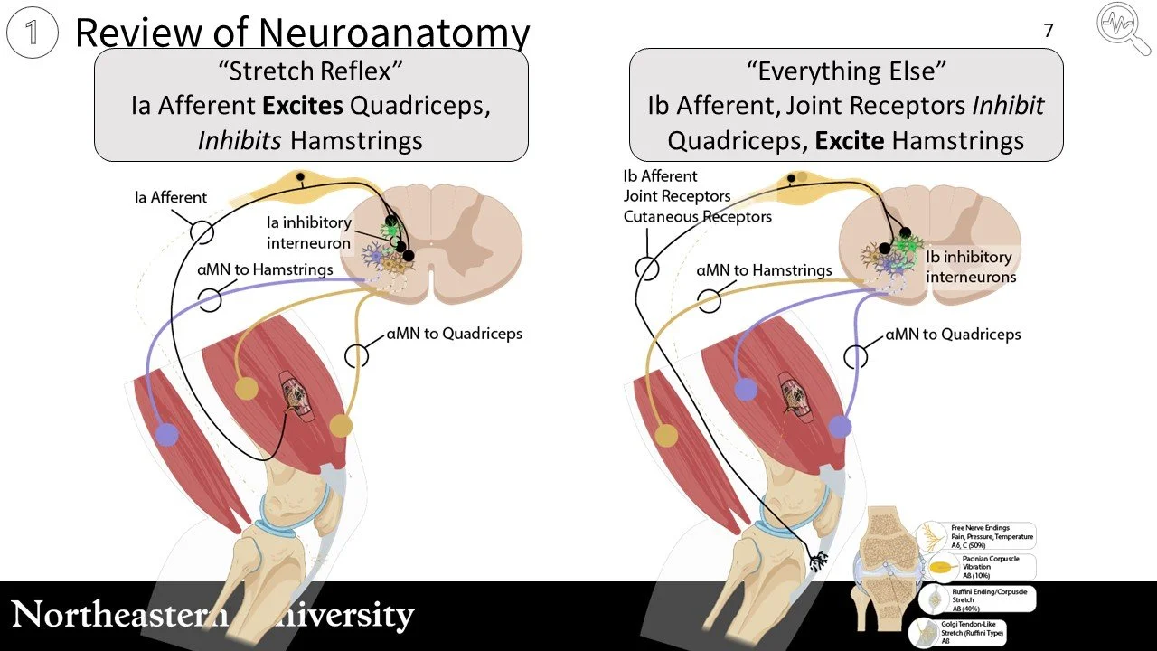 Rewiring Recovery: Treating Muscle Inhibition After Knee Injury — LIVE4 ...