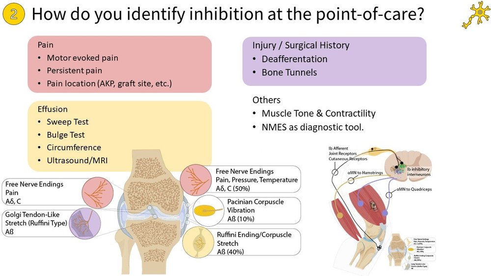 Rewiring Recovery: Treating Muscle Inhibition After Knee Injury — LIVE4 ...
