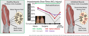 What is Muscle Inhibition? — LIVE4 Sports Physical Therapy & Wellness ...