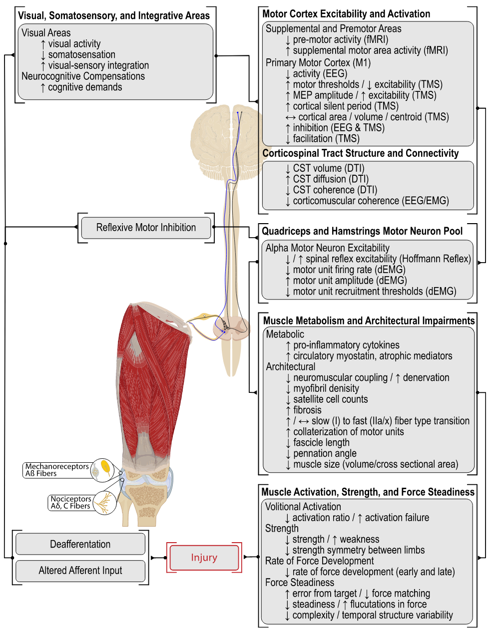 Exploring Neural Alterations in Knee Pathologies: A Comparative Review ...