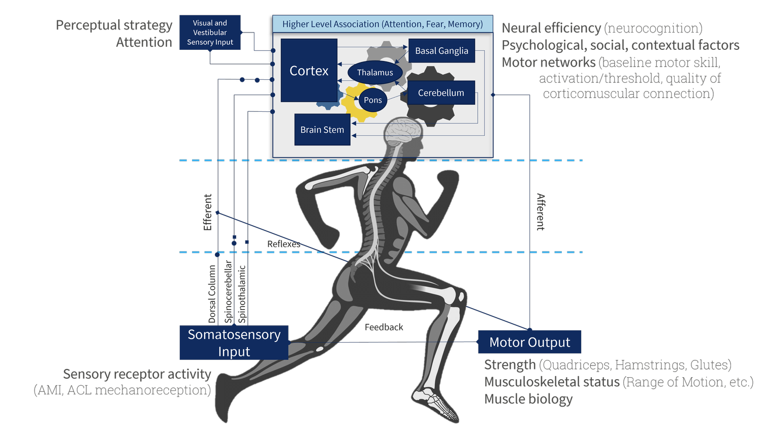 The Future of ACL Resilience Remains Hidden within the Complex ...