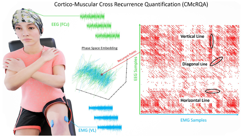 Exploring the impact of ACL reconstruction on brain-muscle coordination ...
