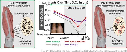 Arthrogenic Muscle Inhibition — LIVE4 Sports Physical Therapy ...