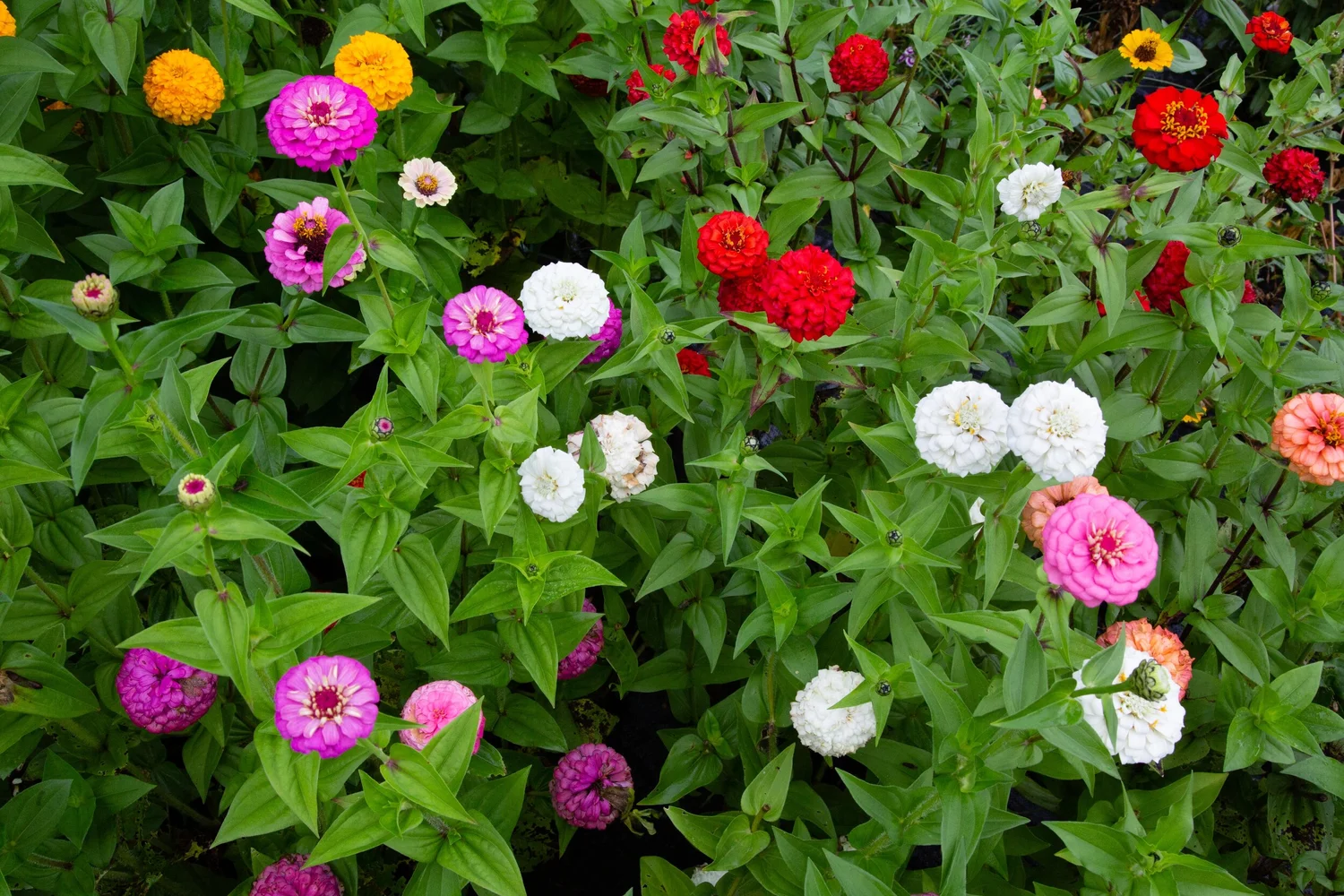 Flowers — Hart Farm