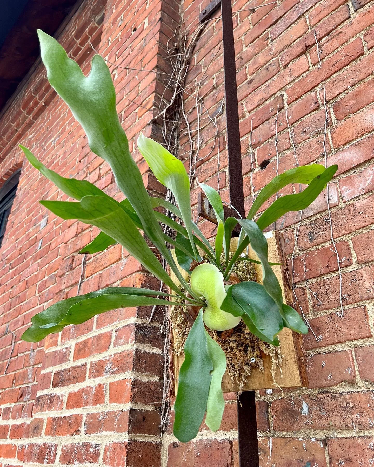 the plant gays - home