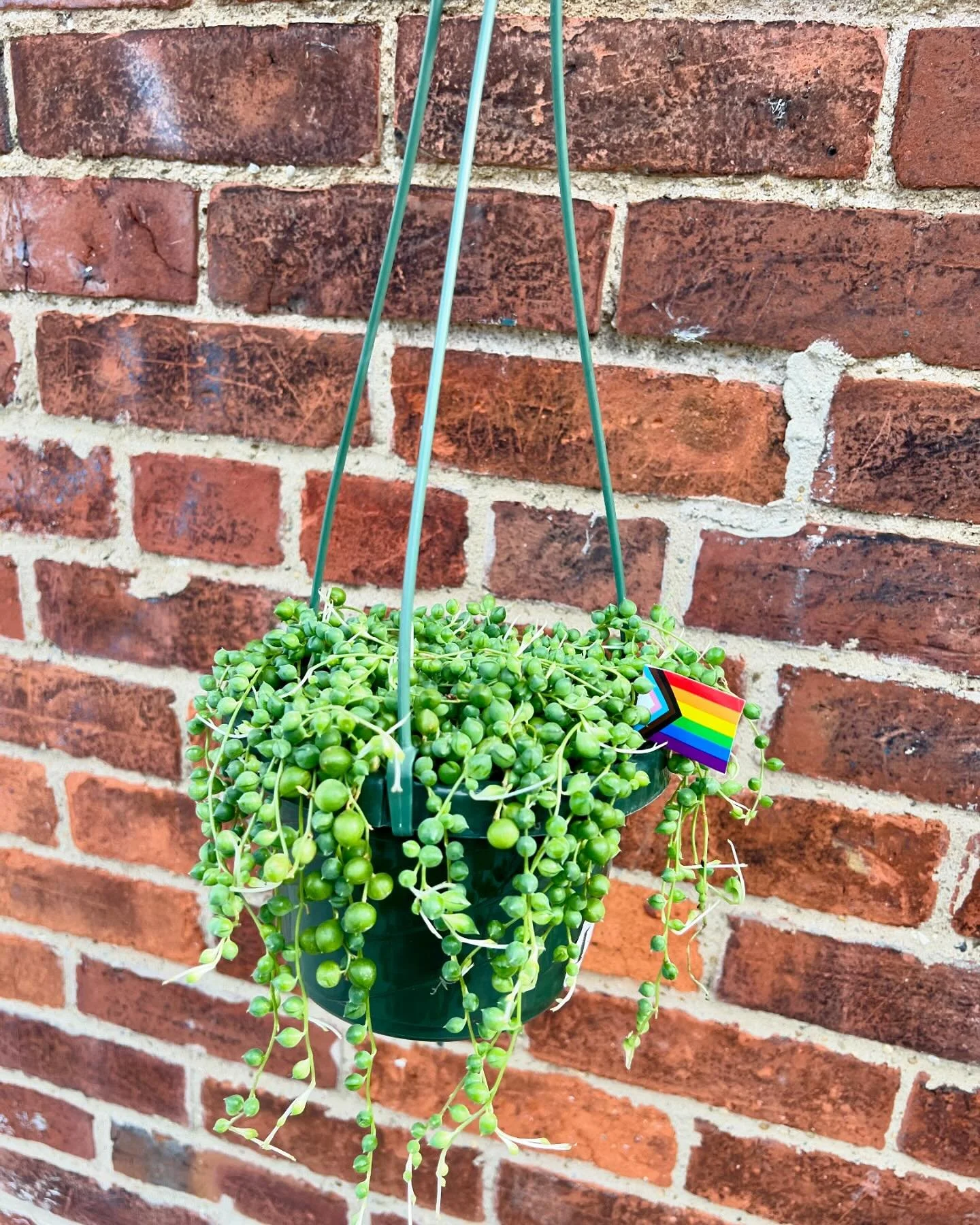 the plant gays - home