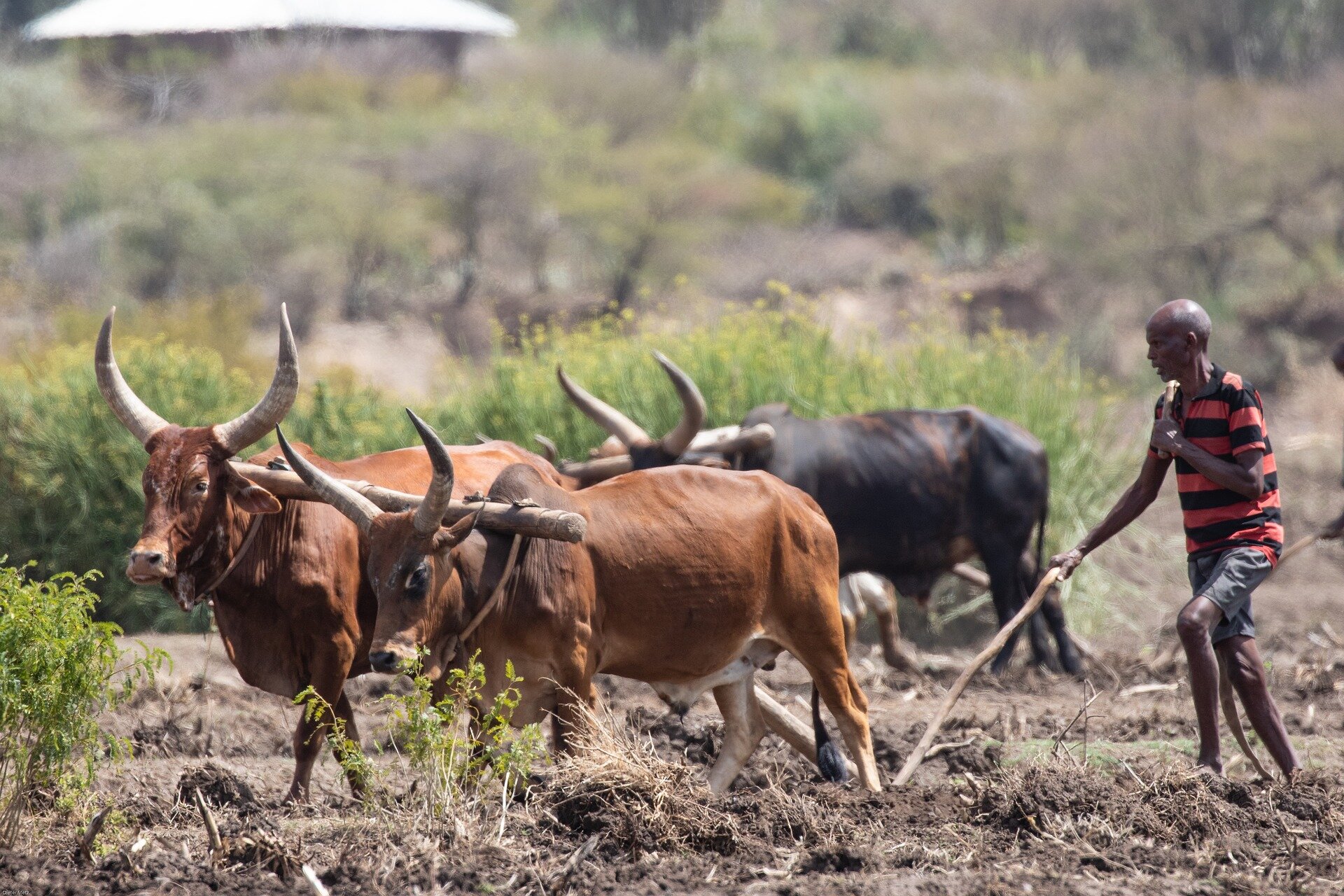 Animal Advocacy Africa