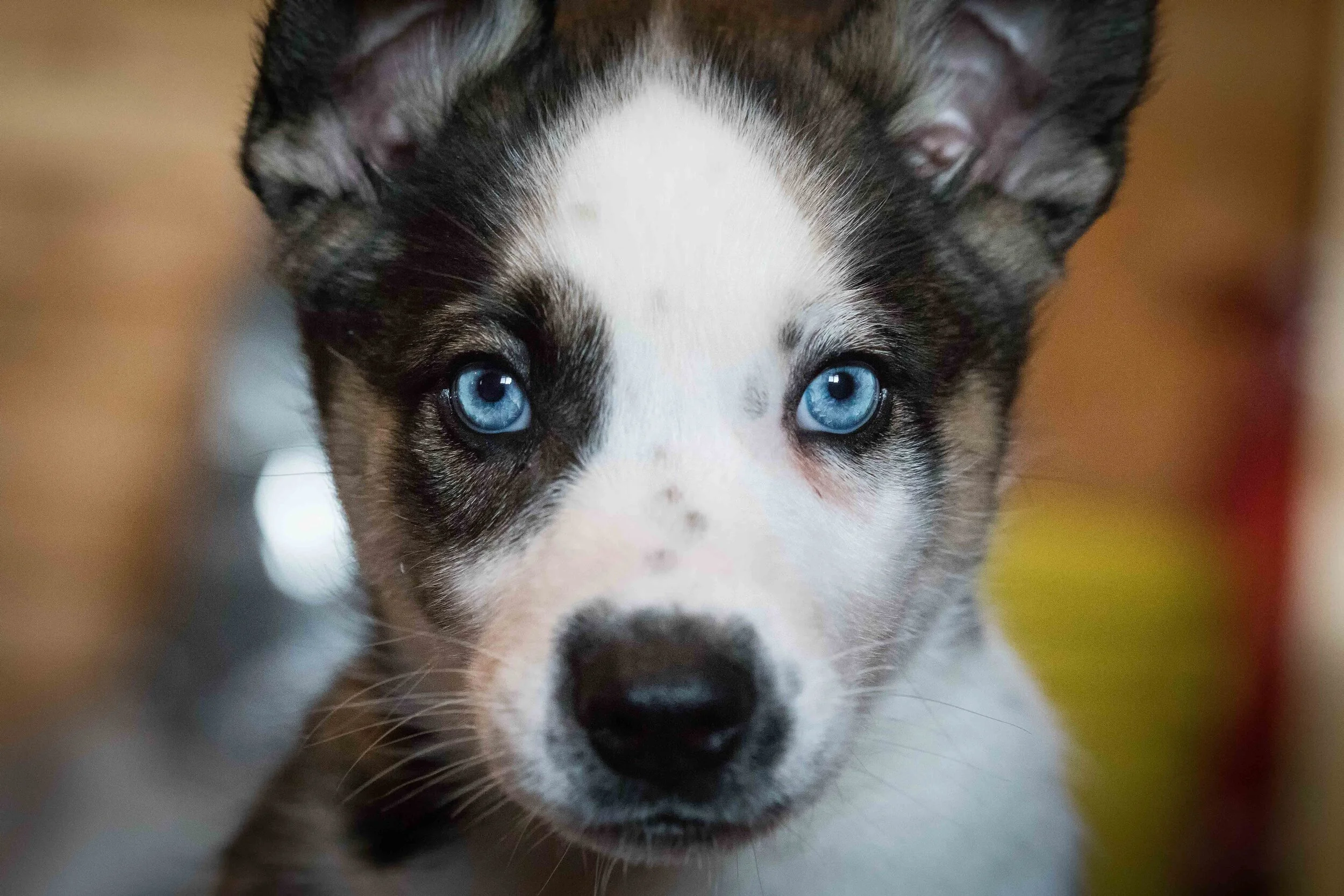 Our Dog Family — Wapusk Adventures - Indigenous Cultural Tours ...