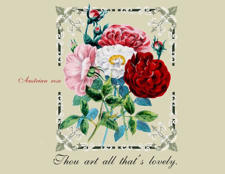 Floriography: The Secret Language of Flowers in the Victorian Era ...