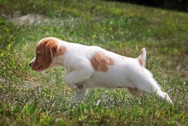 Classes — Bucktail Brittanys