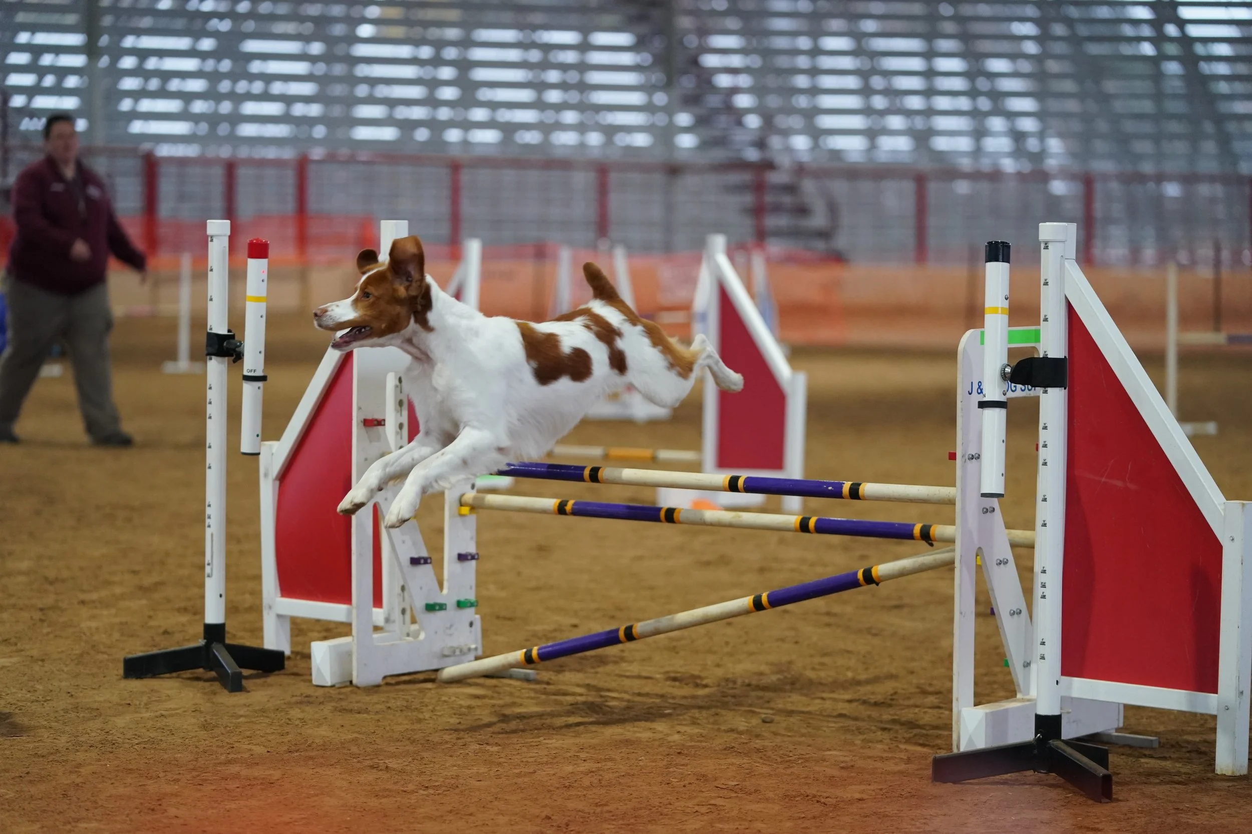 Breeding and Training — Bucktail Brittanys