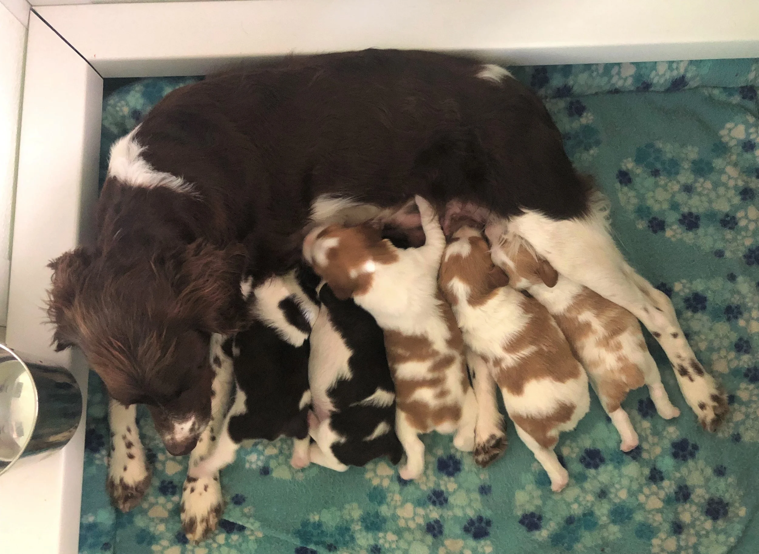Coco litter two weeks old — Bucktail Brittanys