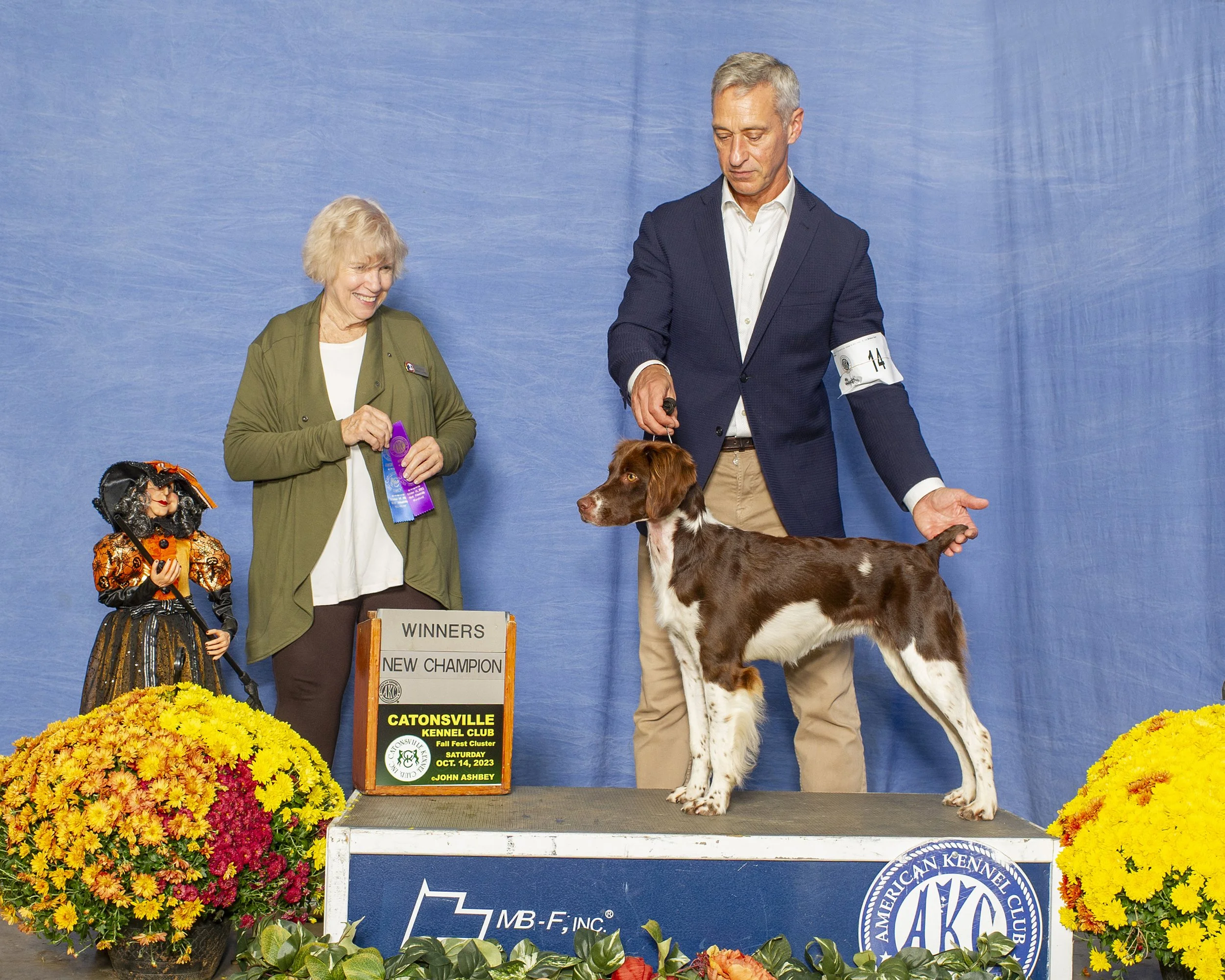 ABC Futurity Darci — Bucktail Brittanys