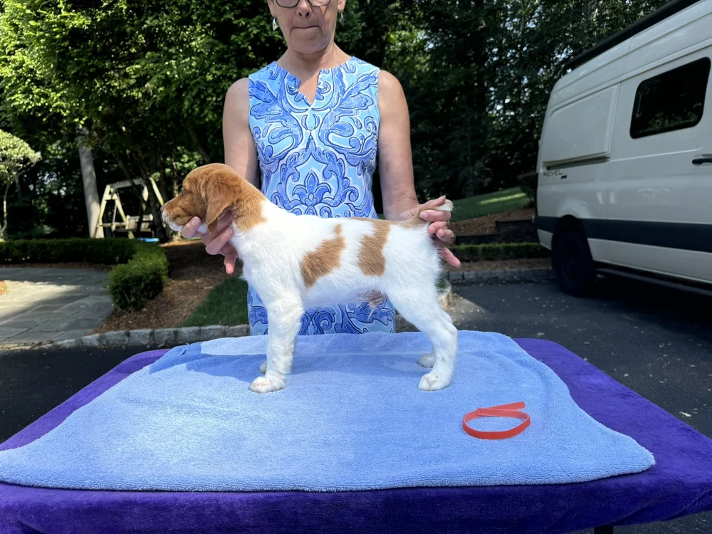 Red vs Orange — Bucktail Brittanys
