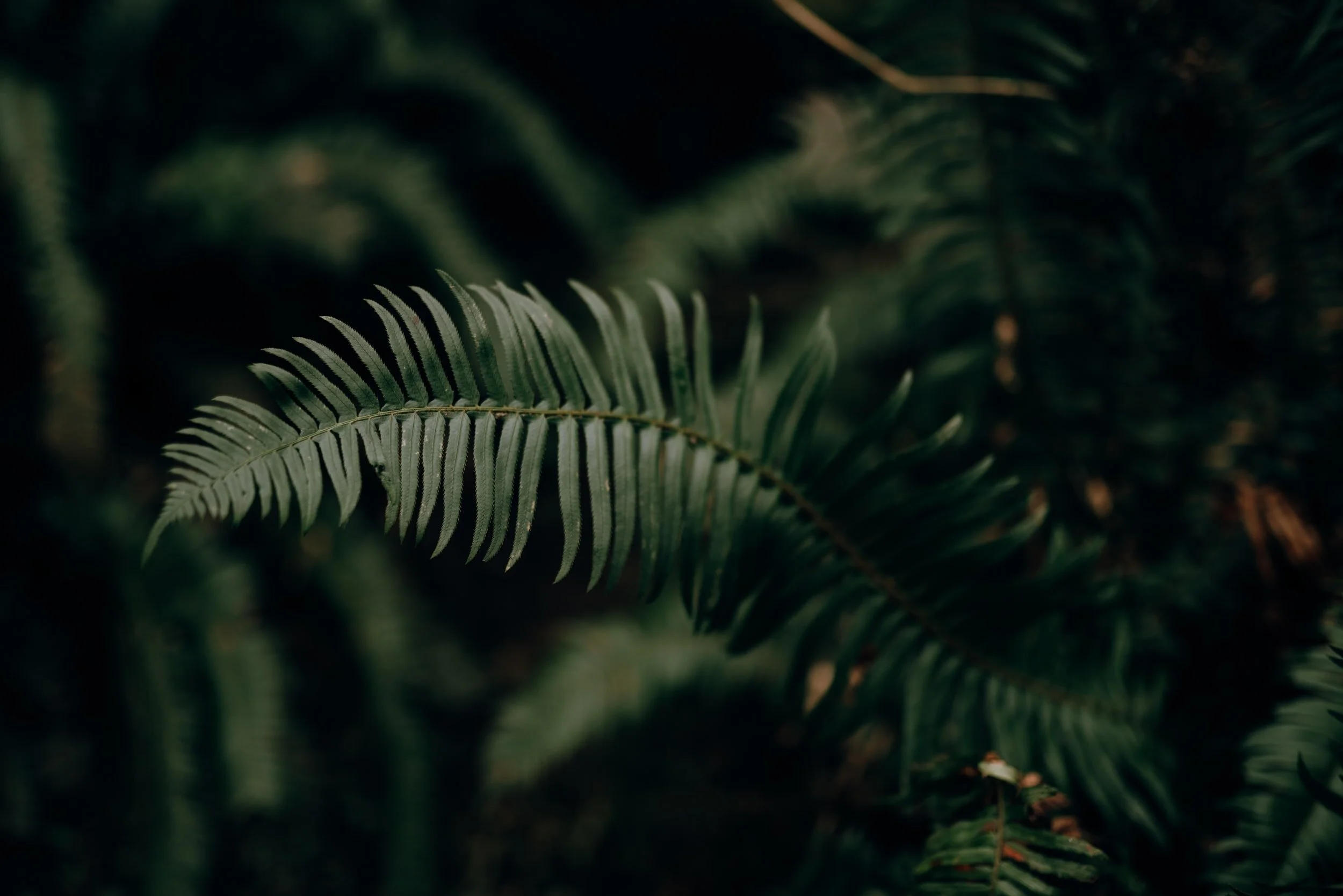 Contact — Eva Stanley Acupuncture