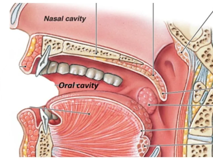 Soft Palate and Airway Obstruction — Sanitas Dentistry