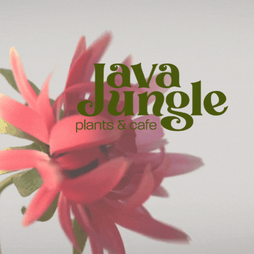 Java Jungle — Amanda Rios: Graphic Designer, Ariosgraphics