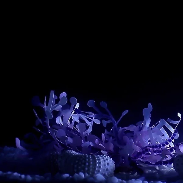 Morphing Matter Lab Directed by Lining Yao