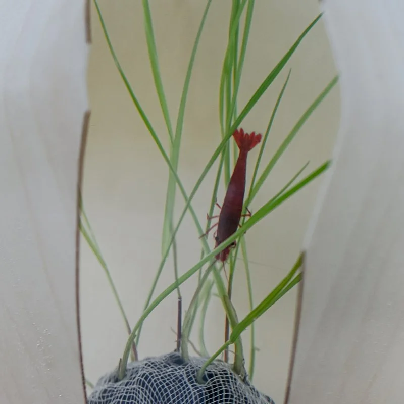 Morphing Matter Lab Directed by Lining Yao