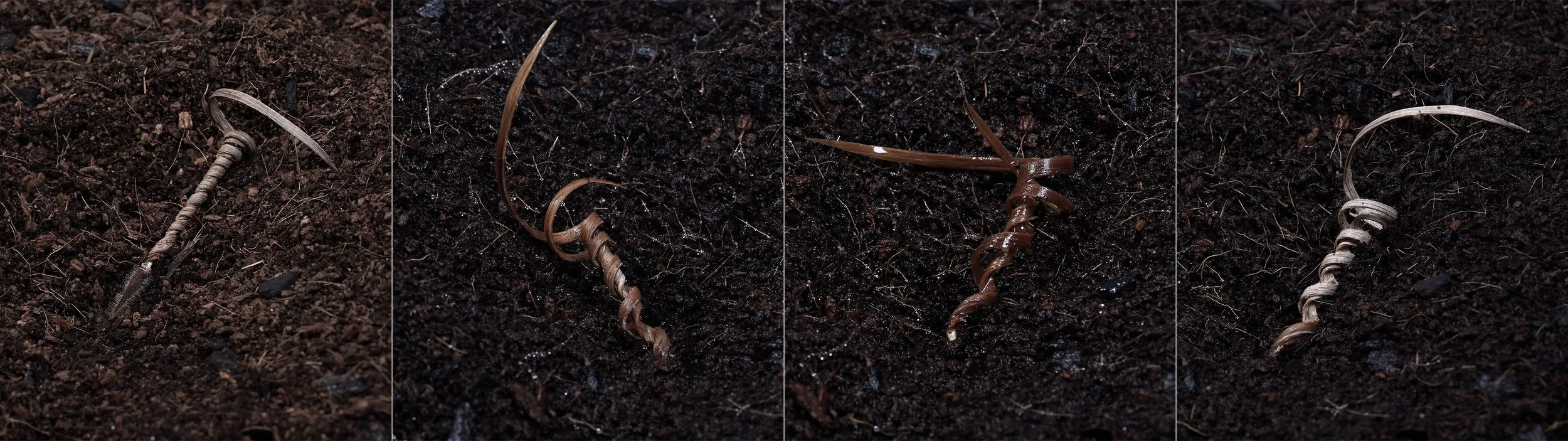 Rain Triggered Self-burying Seed Carrier — Morphing Matter Lab