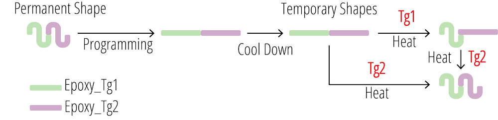 EpoMemory: Multi-state Shape Memory for Programmable Morphing ...