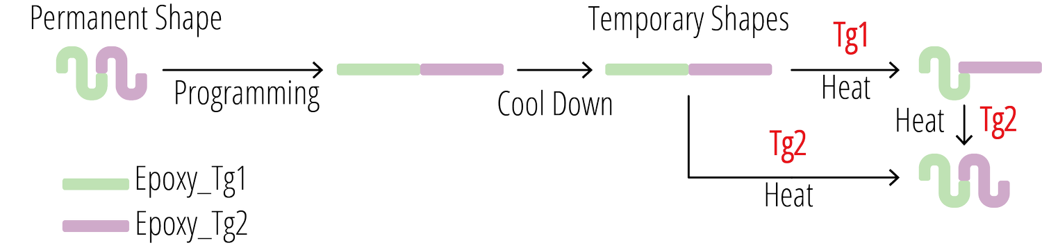EpoMemory: Multi-state Shape Memory for Programmable Morphing ...