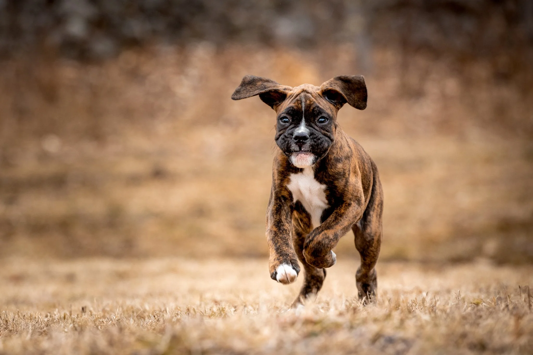 SPRYDOG PHOTOGRAPHY