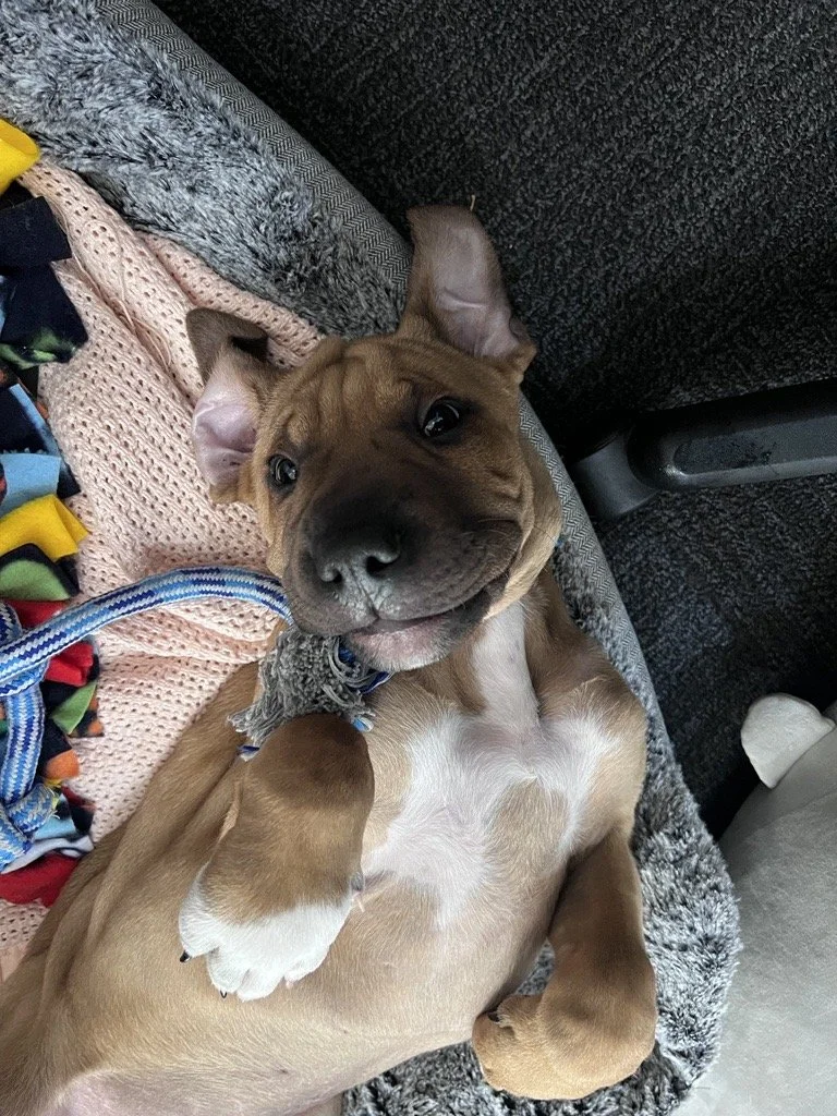 Professional Resources - ANIMA Health Network