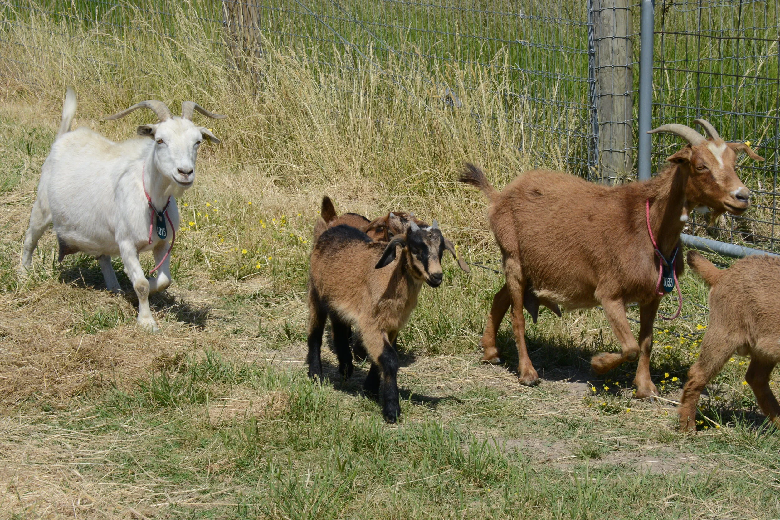 VSU Agricultural Research Station
