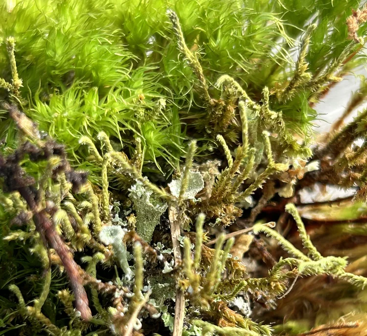 blog — sewandsowlife